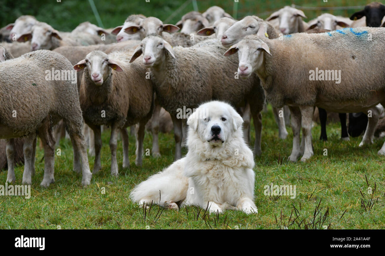 Michelfeld, Germany. 11th Oct, 2019. A guard dog guards a flock of ...