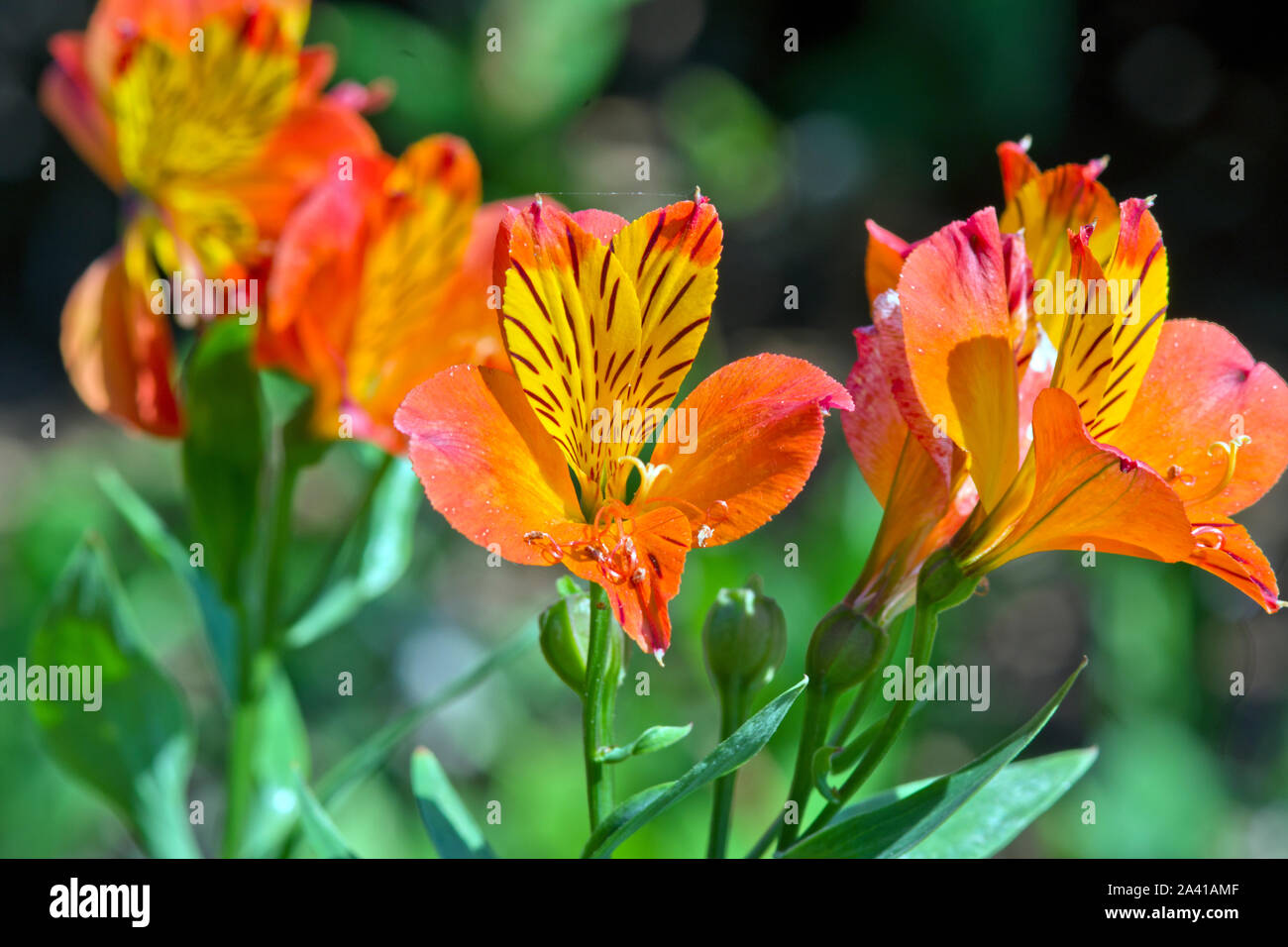Flaming star hi-res stock photography and images - Alamy