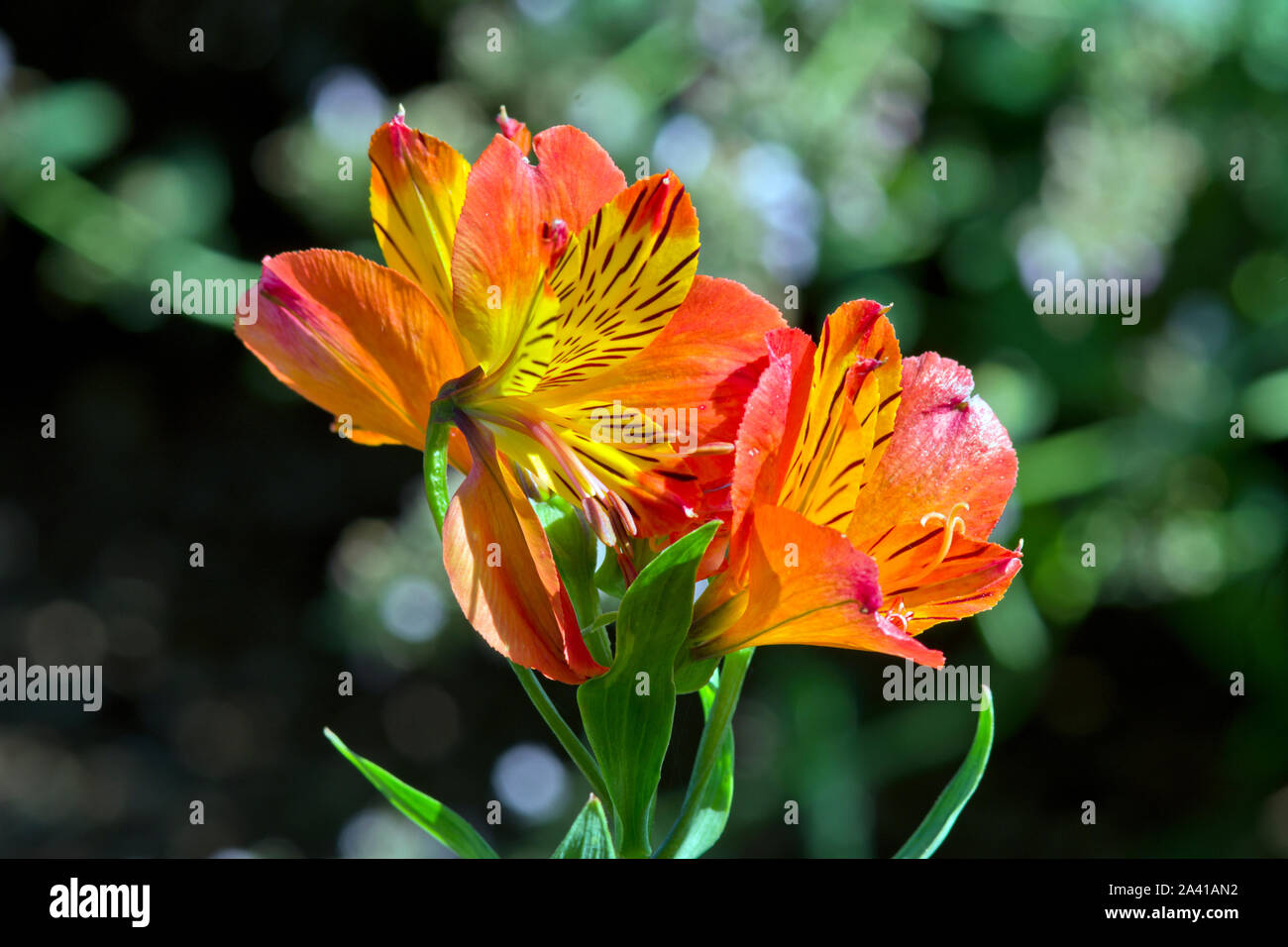 Alstroemeria 'Flaming Star' Stock Photo - Alamy