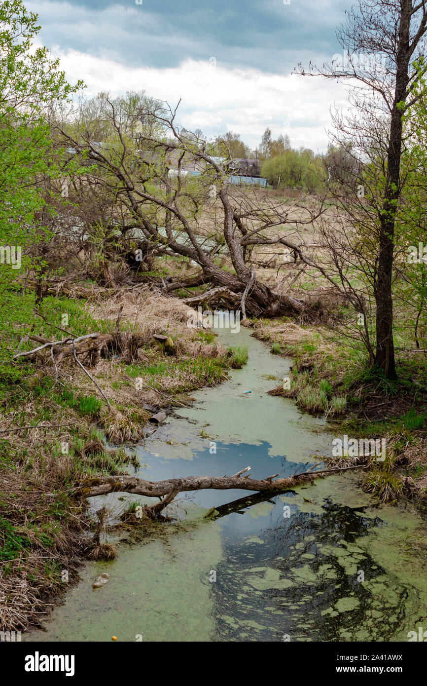 Landscape view of swampy river with fallen twisted snags and trees and ...