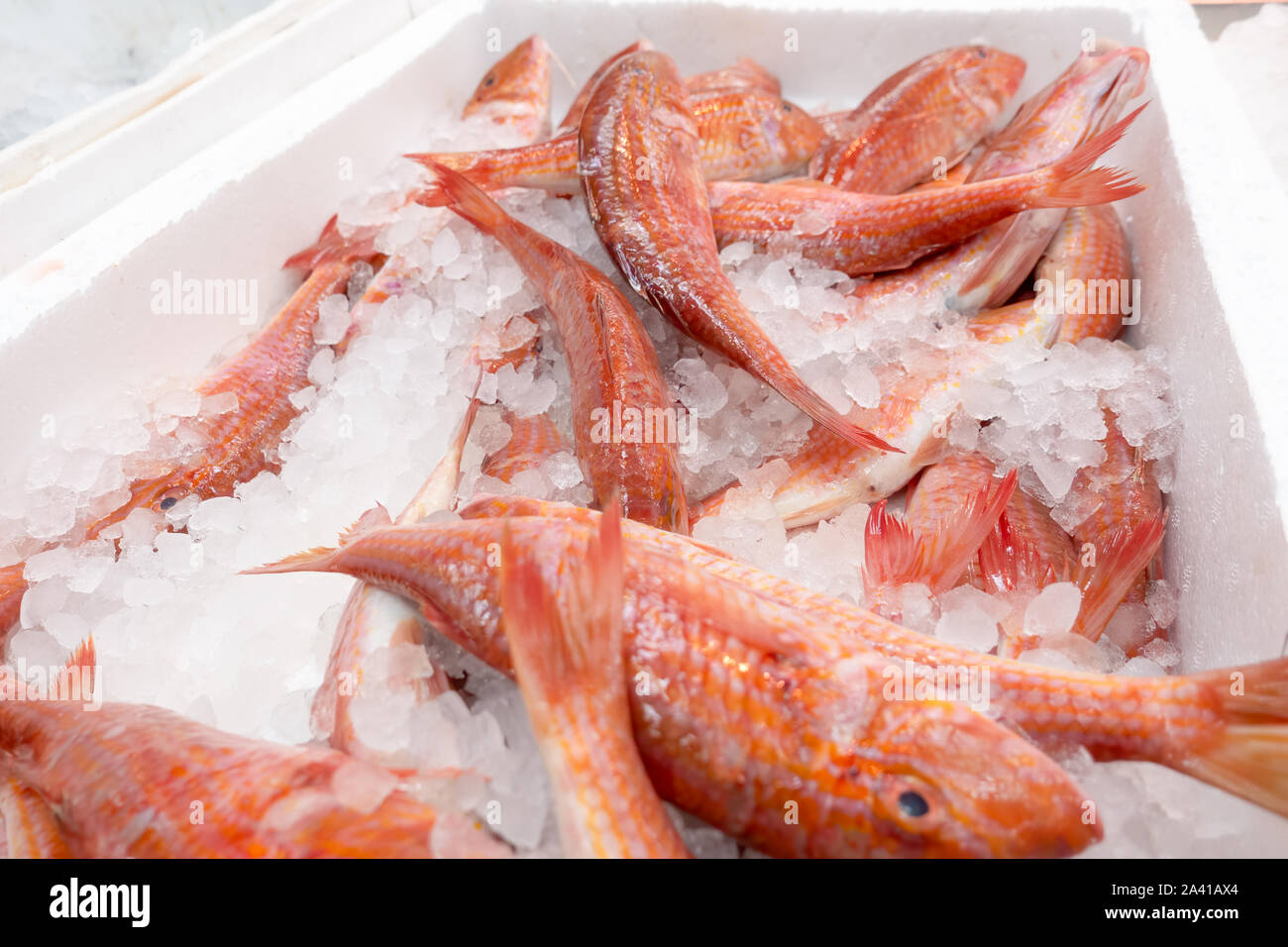 Bright mullet hi-res stock photography and images - Alamy