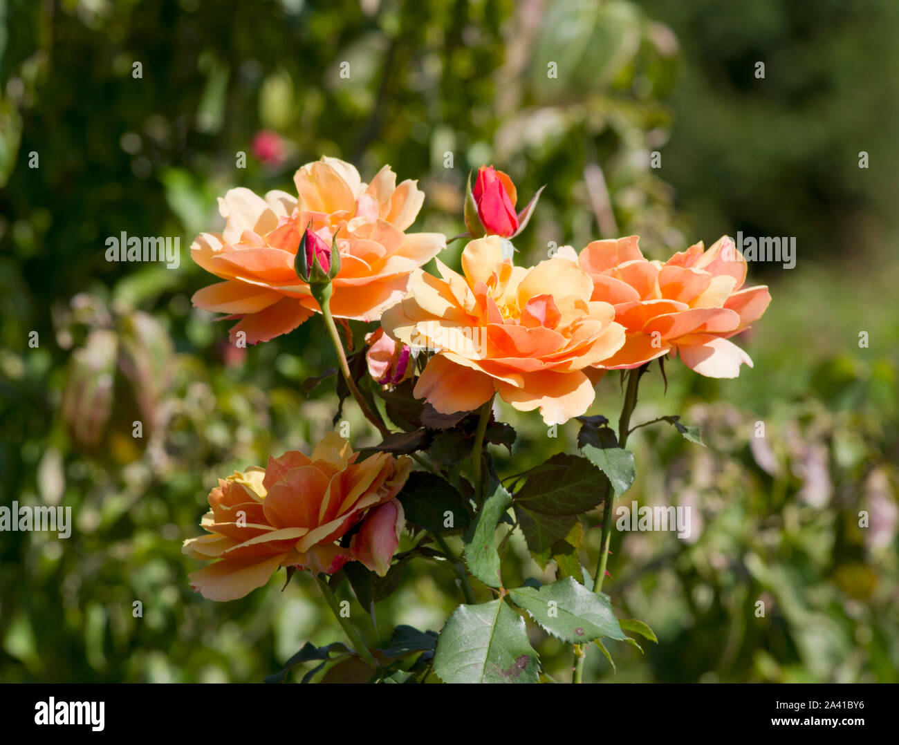 Rosa Pride of Cheshire Stock Photo - Alamy