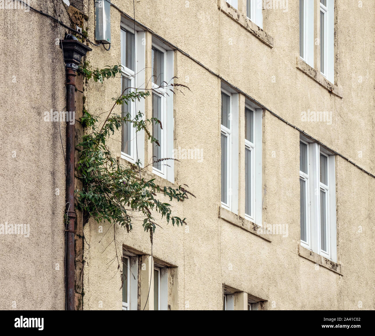 Tree growing out of a wall hi-res stock photography and images - Alamy