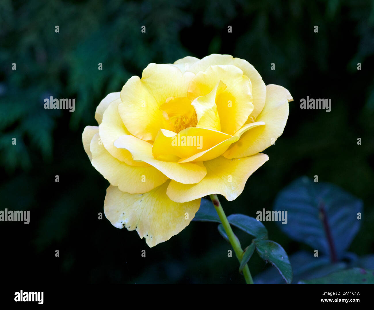 Keep smiling rosa hi-res stock photography and images - Alamy