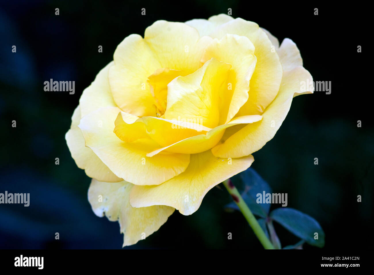 Smiling blooms hi-res stock photography and images - Alamy