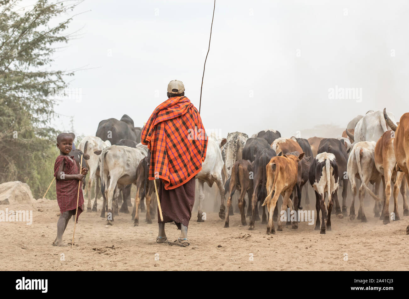 Maasai cows hi-res stock photography and images - Alamy