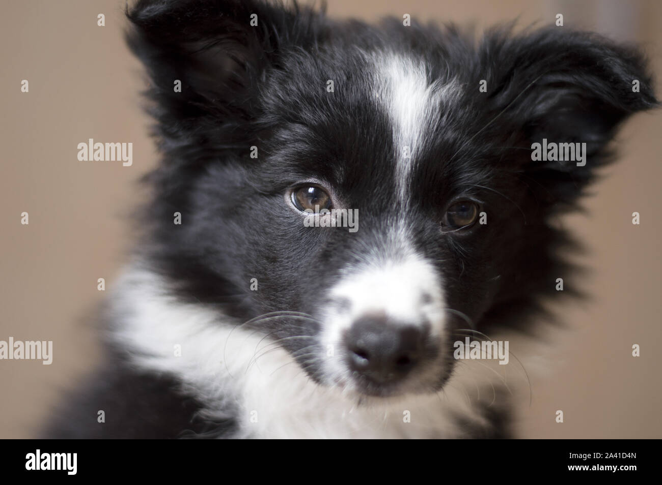Border Collie Face High Resolution Stock Photography and Images - Alamy