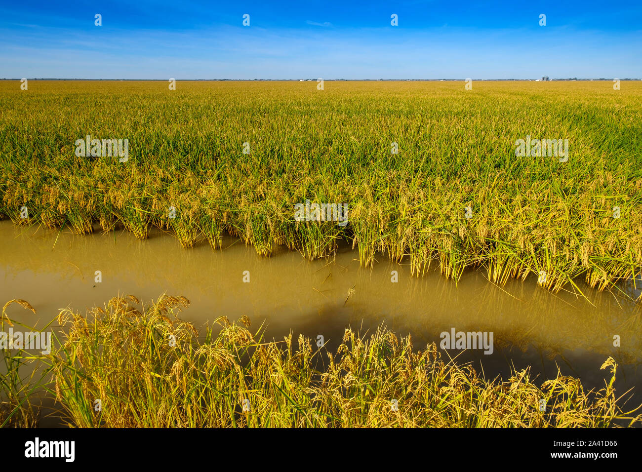 Rice Crop Plantation High Resolution Stock Photography and Images - Alamy