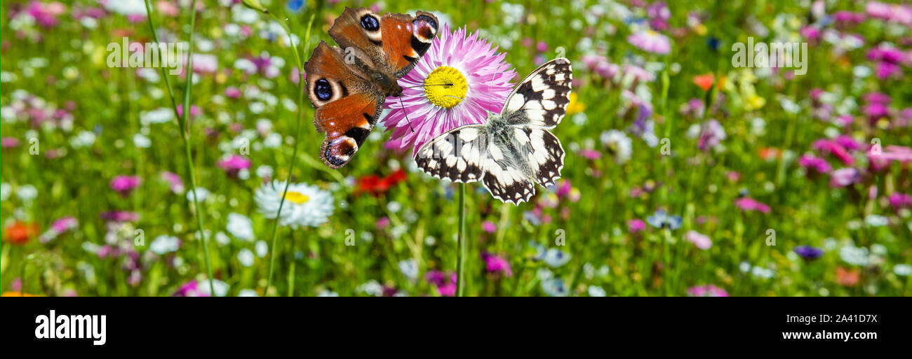 Butterfly on a flower meadow Stock Photo - Alamy