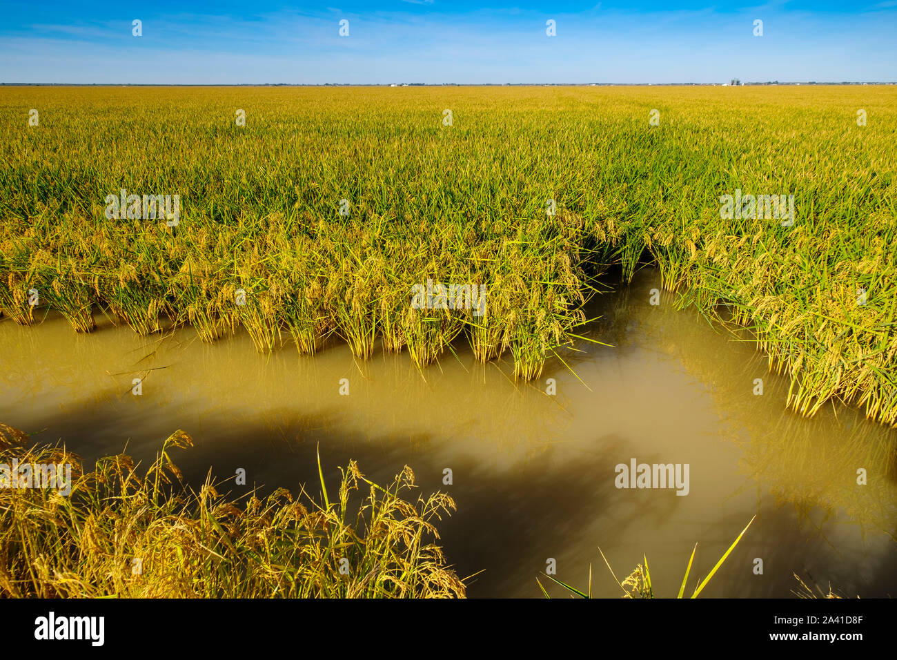 Rice Crop Plantation High Resolution Stock Photography and Images - Alamy