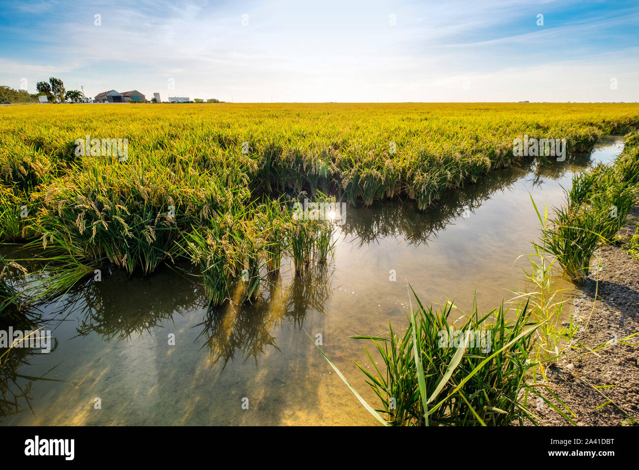 Rice Crop Plantation High Resolution Stock Photography and Images - Alamy