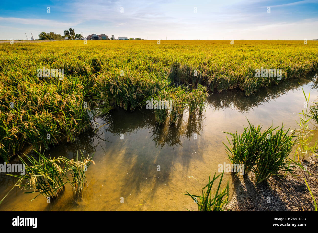 Rice Crop Plantation High Resolution Stock Photography and Images - Alamy
