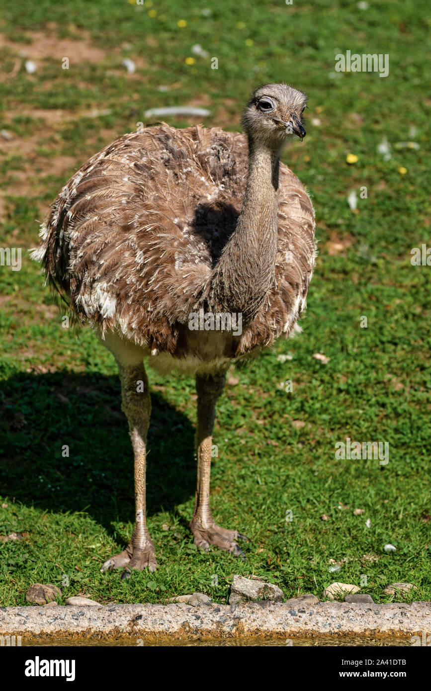 Darwin's rhea, Rhea pennata also known as the lesser rhea Stock Photo - Alamy