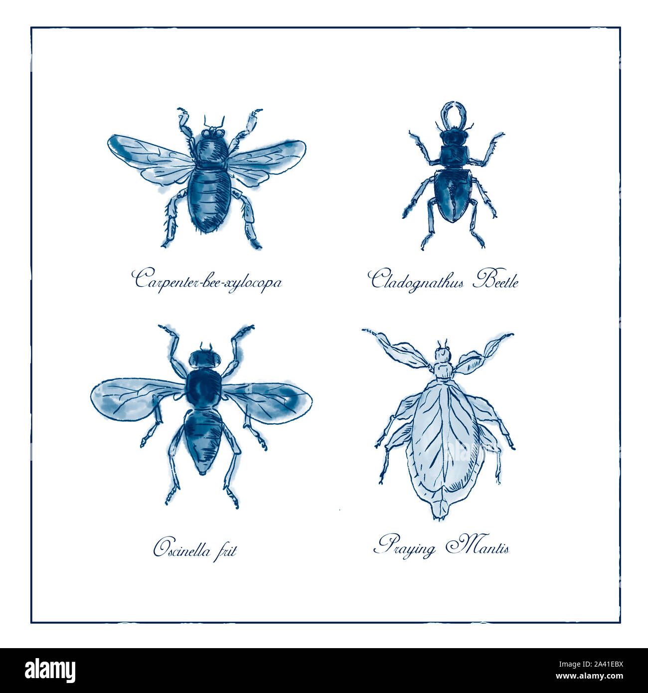 Vintage Victorian drawing illustration of a collection of insects like ...