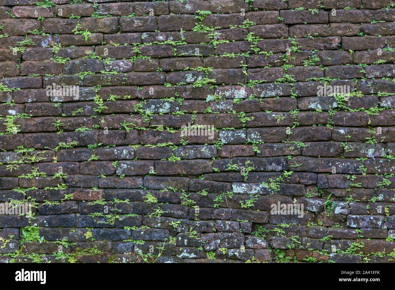Old brick wall texture plant hi-res stock photography and images - Alamy