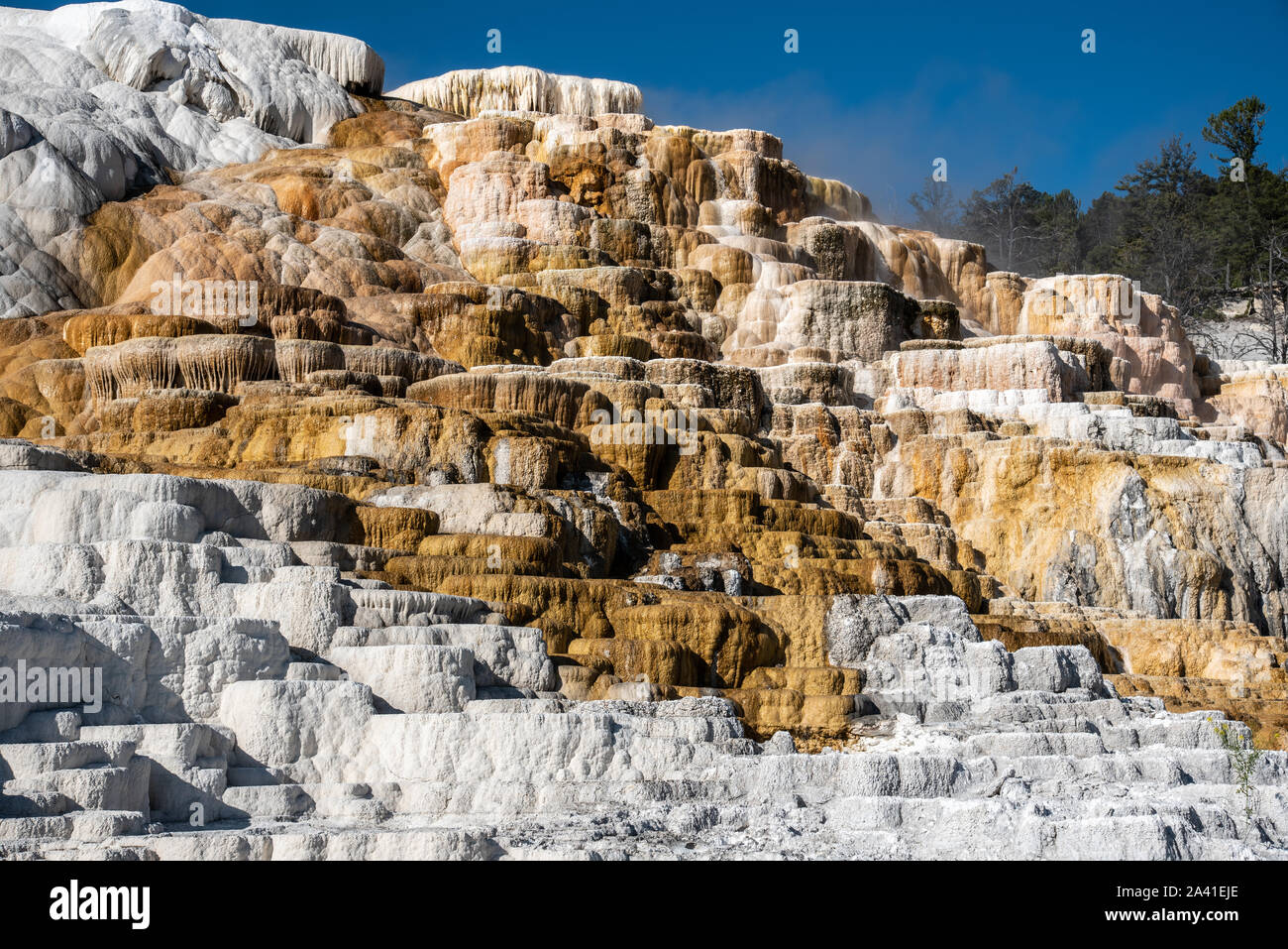 Minerva Terraces at the lower Mammoth Hot Springs in ...