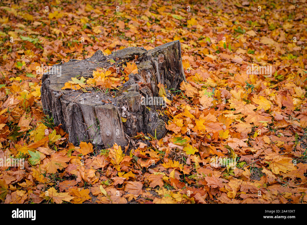An old stump and fallen leaves on the ground. Autumn season. Copy space ...