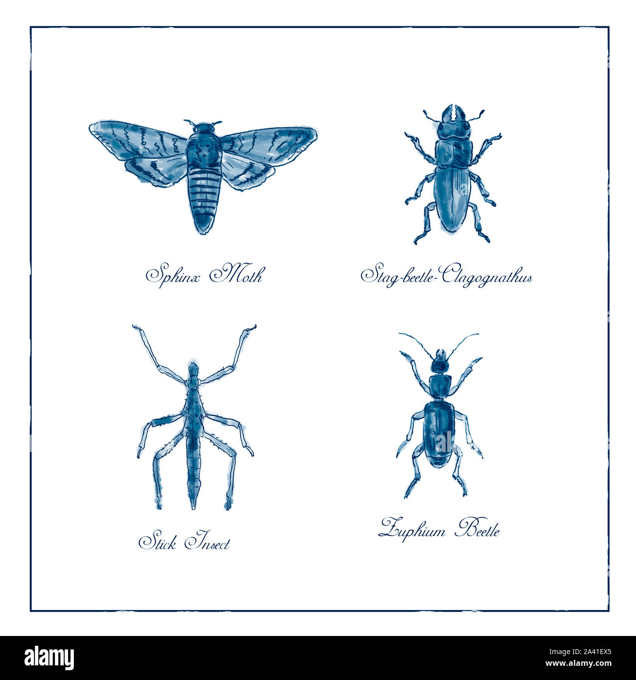 Vintage Victorian drawing illustration of a collection of insects like ...