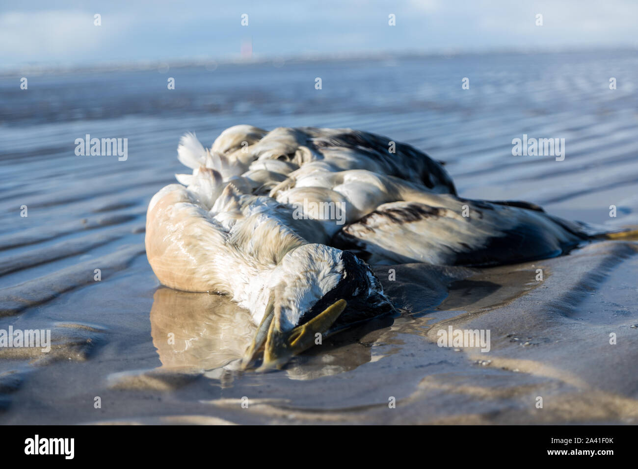 Dead bird at the sea Stock Photo - Alamy