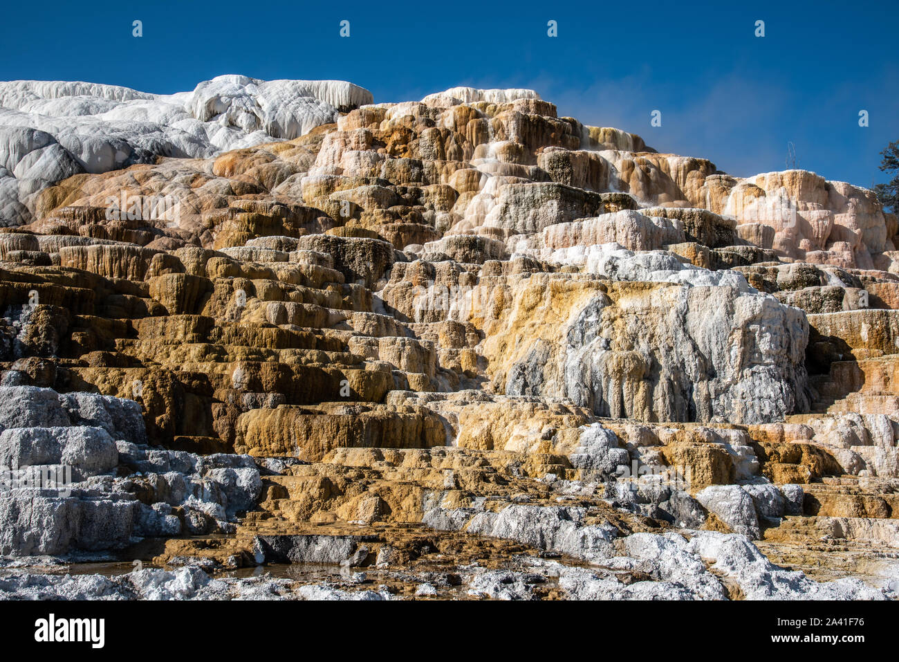 Minerva Terraces at the lower Mammoth Hot Springs in ...