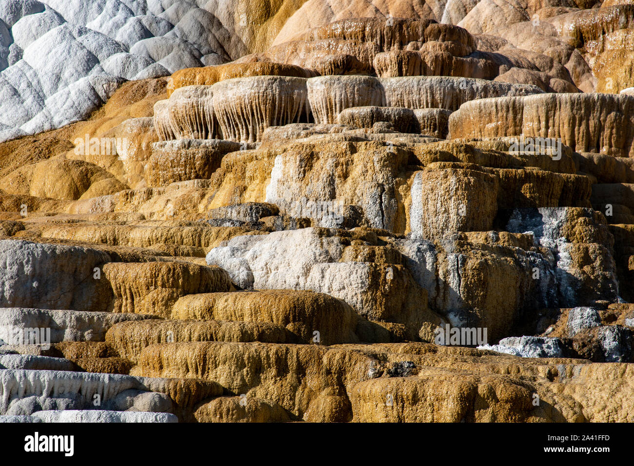Minerva Terraces at the lower Mammoth Hot Springs in ...