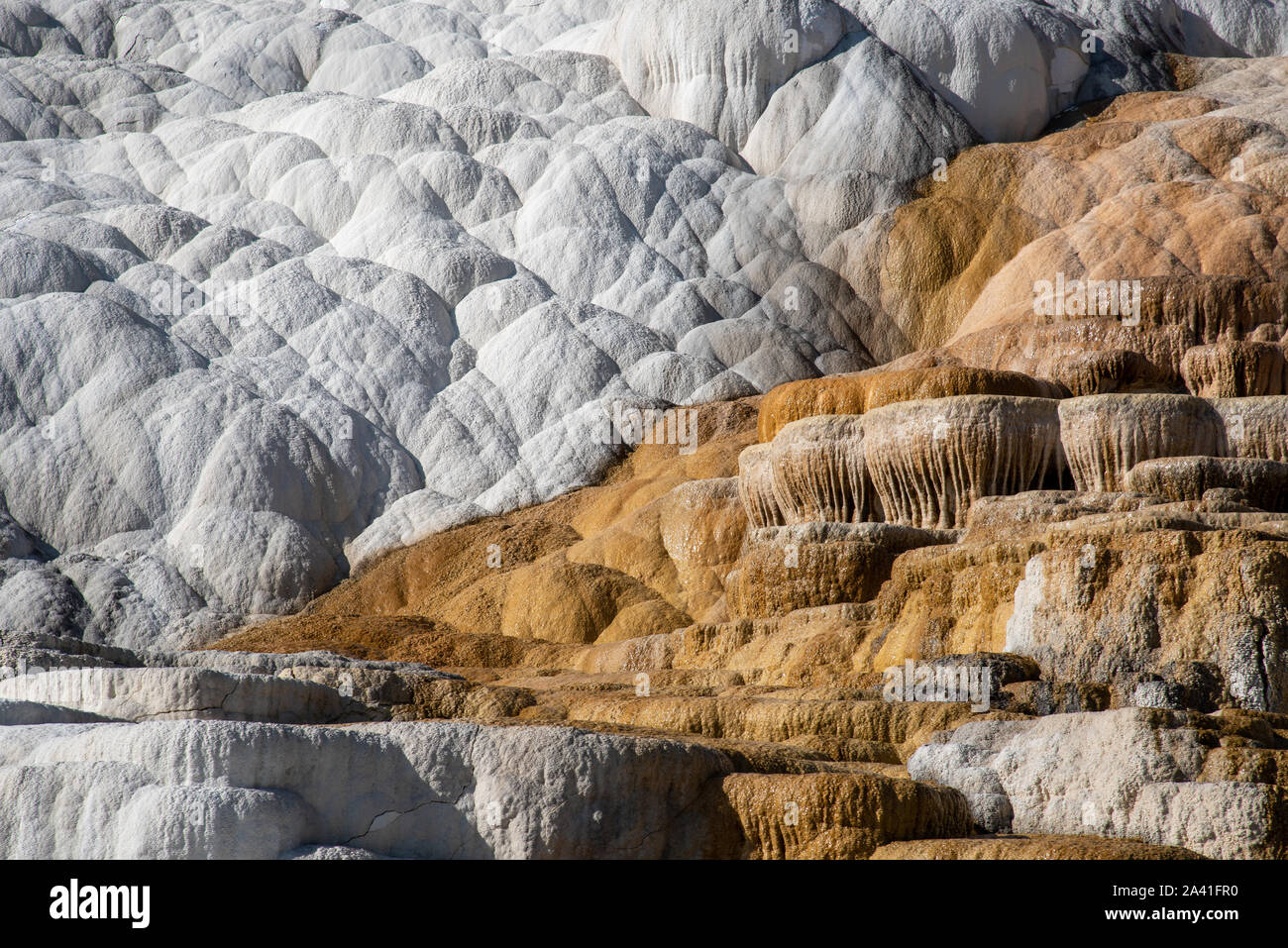 Minerva Terraces at the lower Mammoth Hot Springs in ...