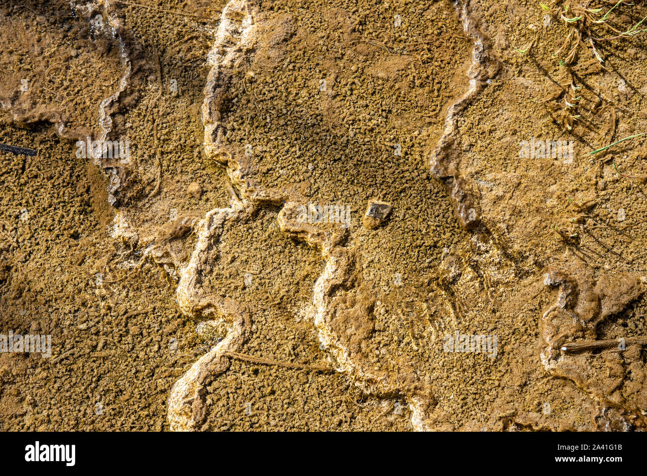 Minerva Terraces at the lower Mammoth Hot Springs in ...
