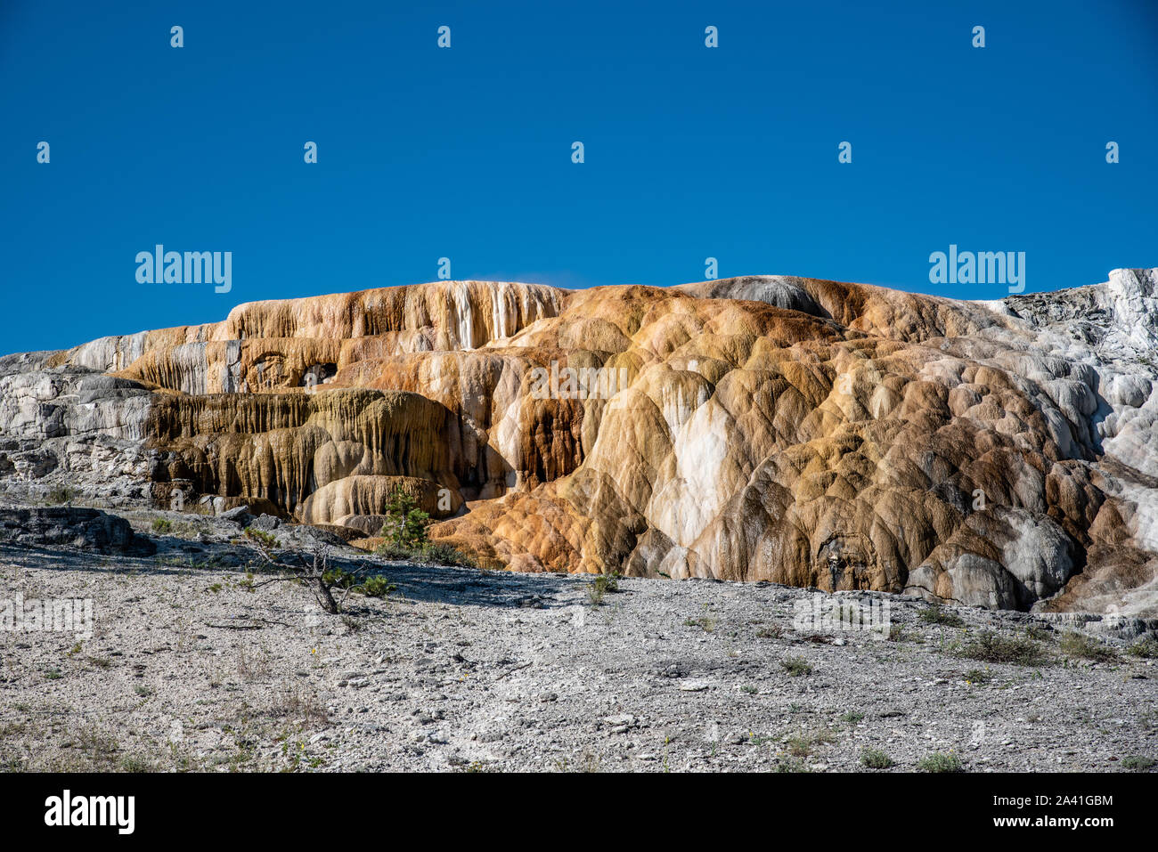 Minerva Terraces at the lower Mammoth Hot Springs in ...