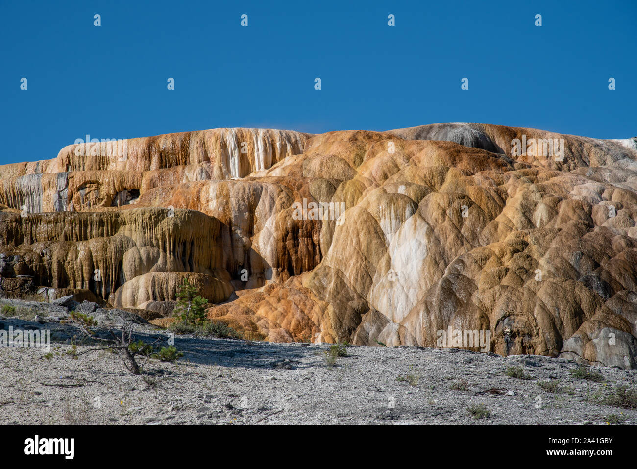 Minerva Terraces at the lower Mammoth Hot Springs in ...