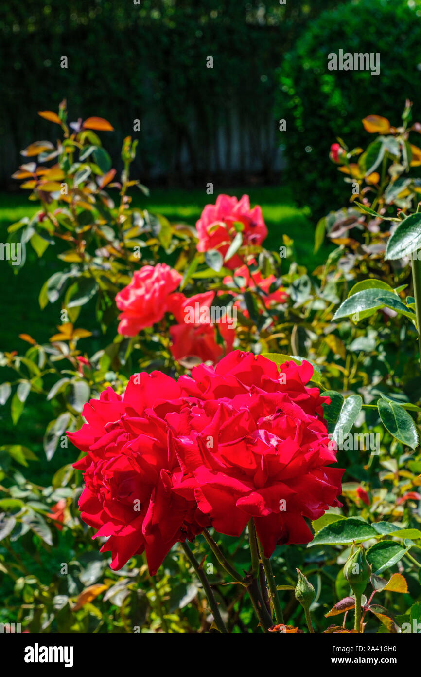 Beautiful red rose with green leaves in a garden. Spain, Europe Stock ...