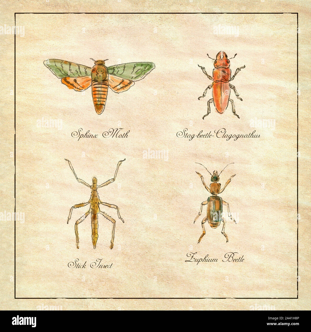 Vintage Insect Diagram