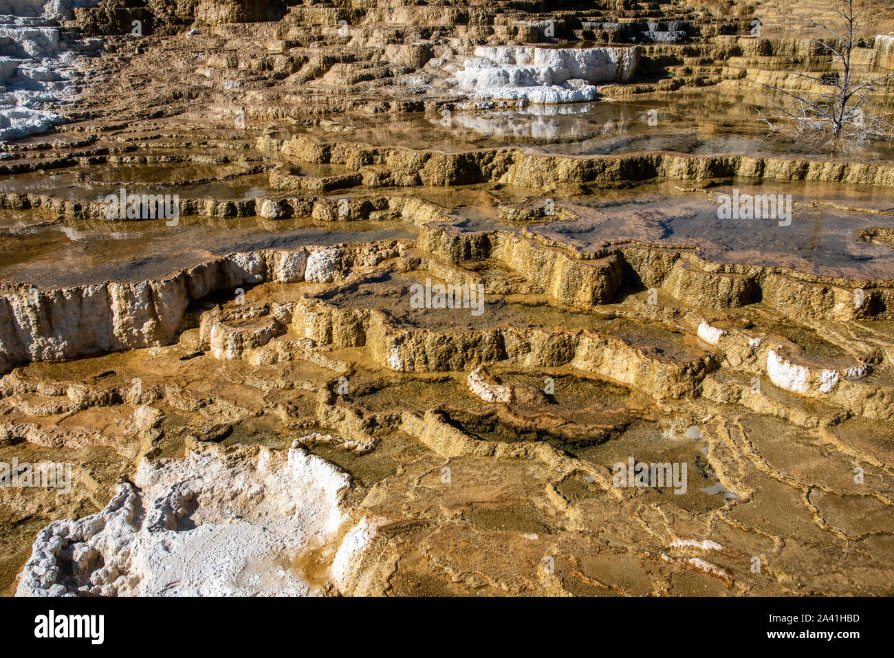 Minerva Terraces at the lower Mammoth Hot Springs in ...