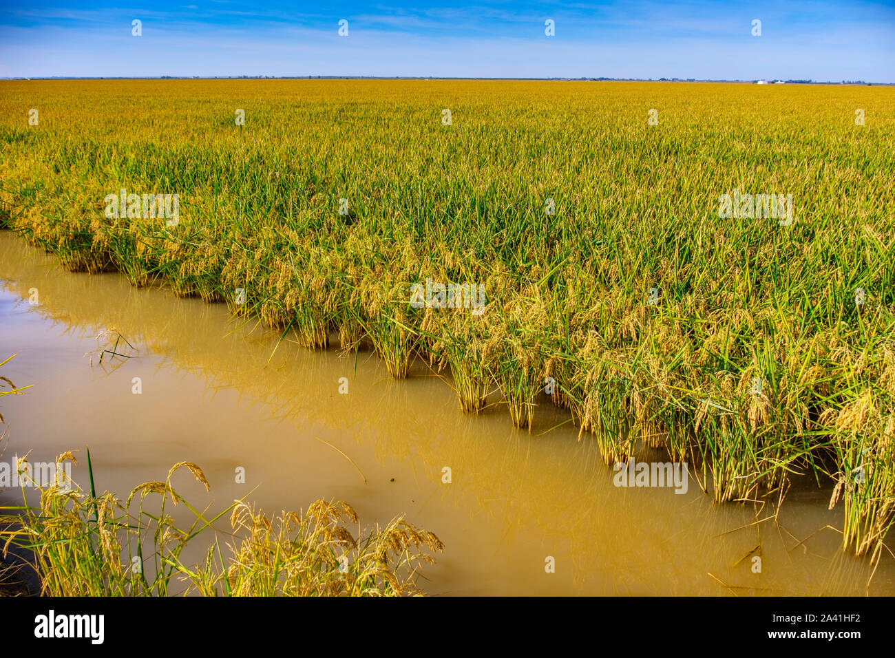 Paddy Field Rice Cultivation High Resolution Stock Photography and ...