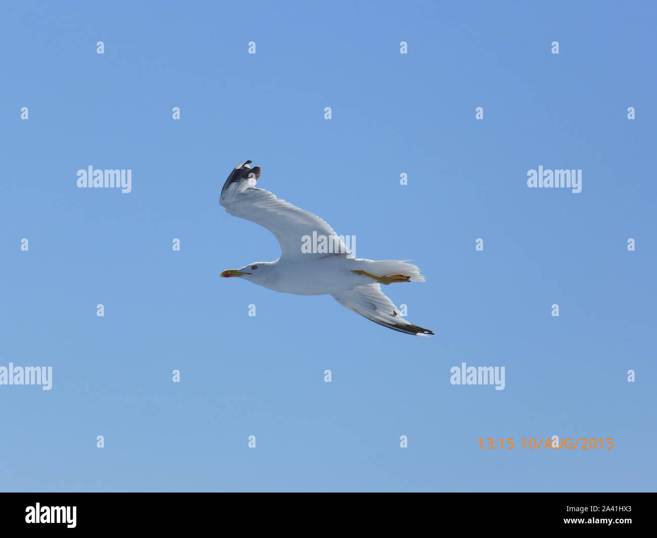 Searching seagulls hi-res stock photography and images - Alamy