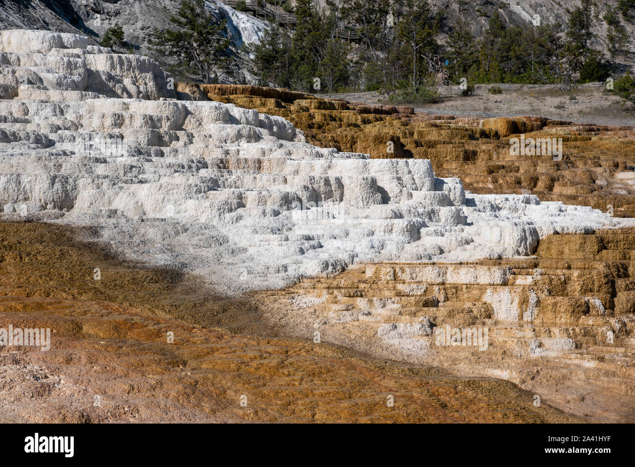 Minerva Terraces at the lower Mammoth Hot Springs in ...