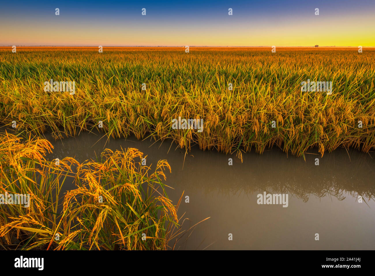 Rice paddy field europe hi-res stock photography and images - Alamy