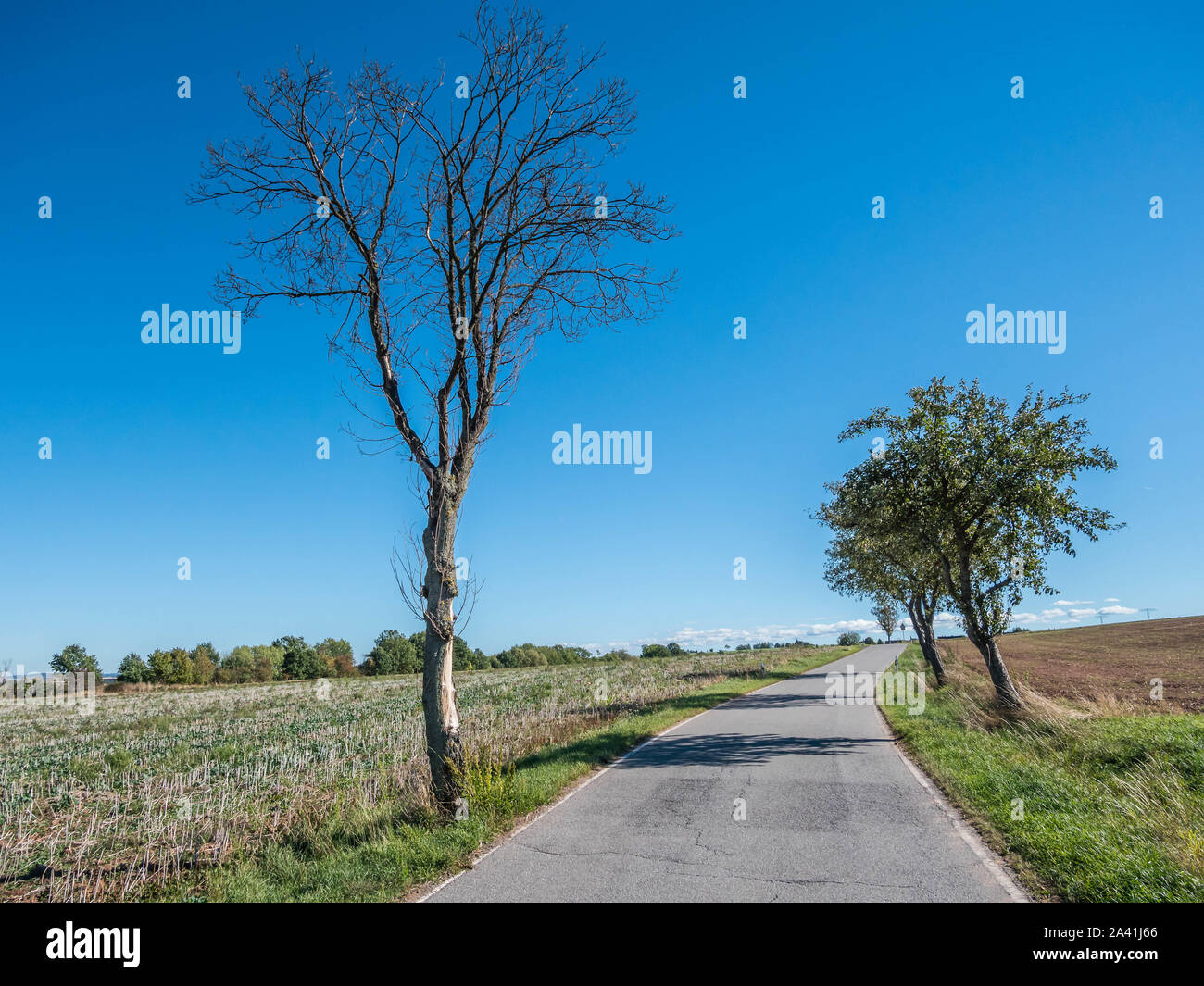 dead tree on the way Stock Photo - Alamy