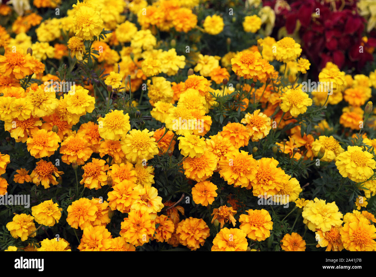 French marigold, Petite Yellow, Tagetes patula nana, in sunshine ...