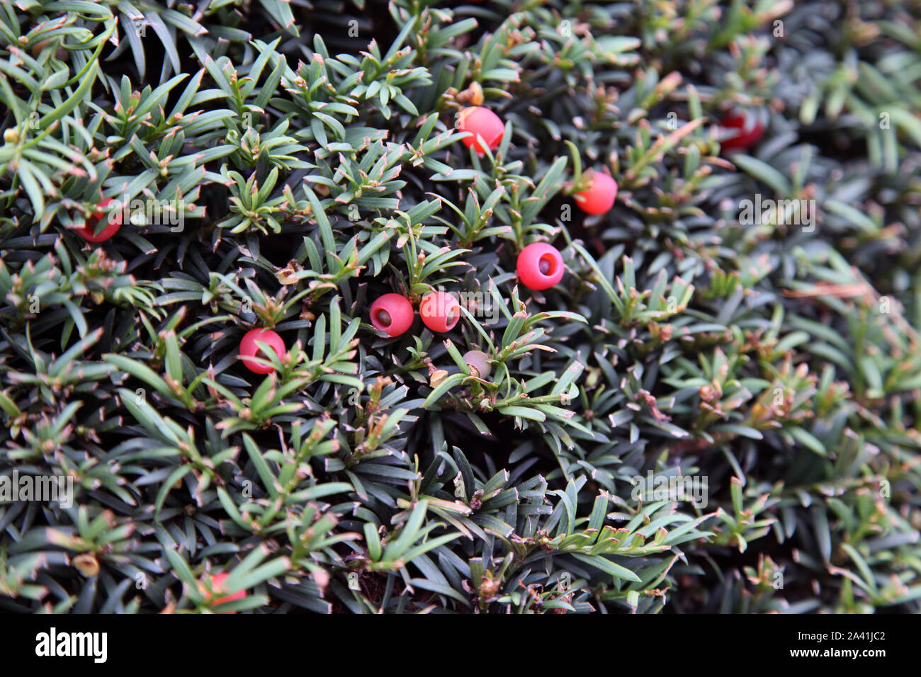 Conifer screen hi-res stock photography and images - Alamy
