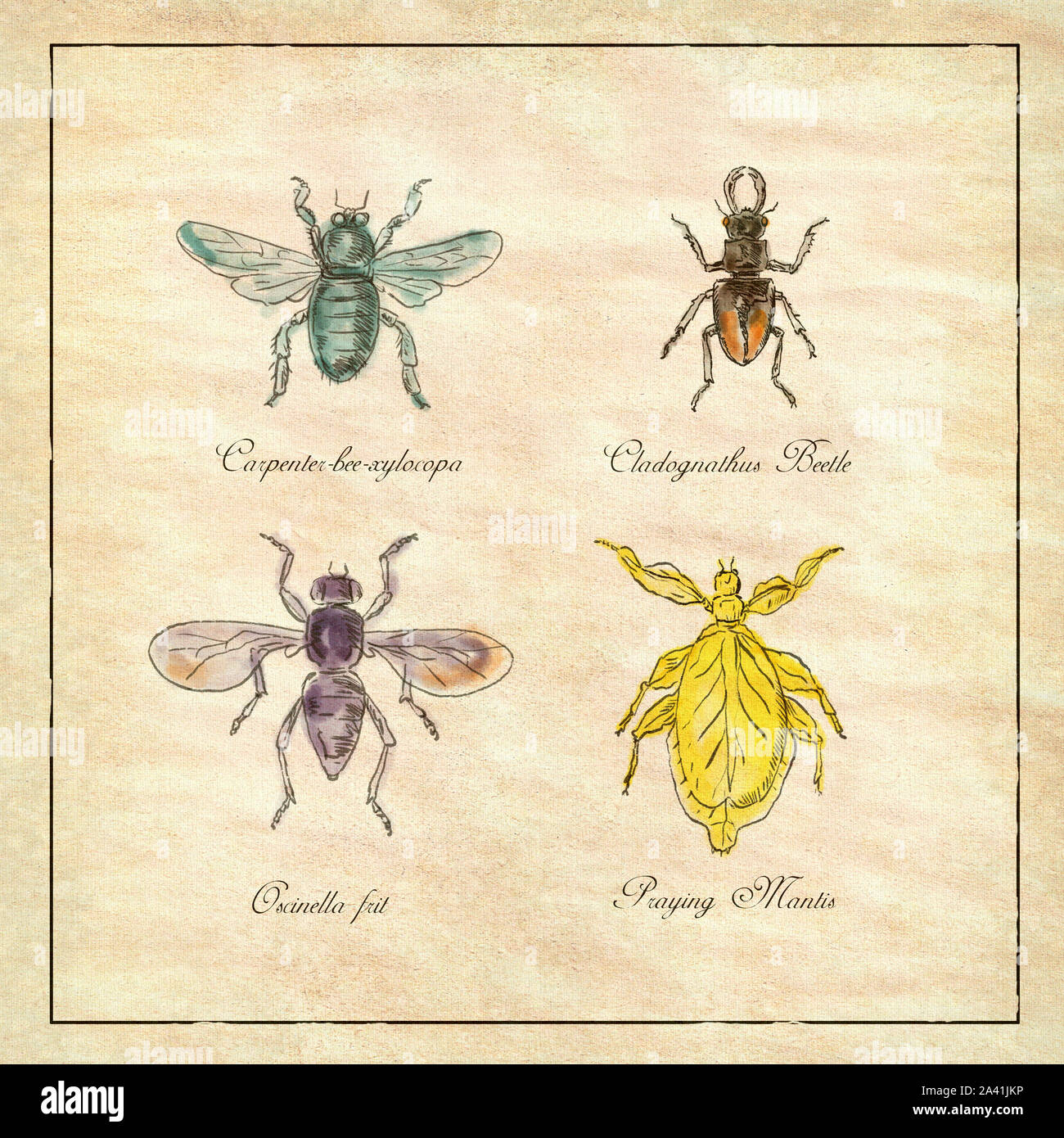 Vintage Victorian drawing illustration of a collection of insects like ...