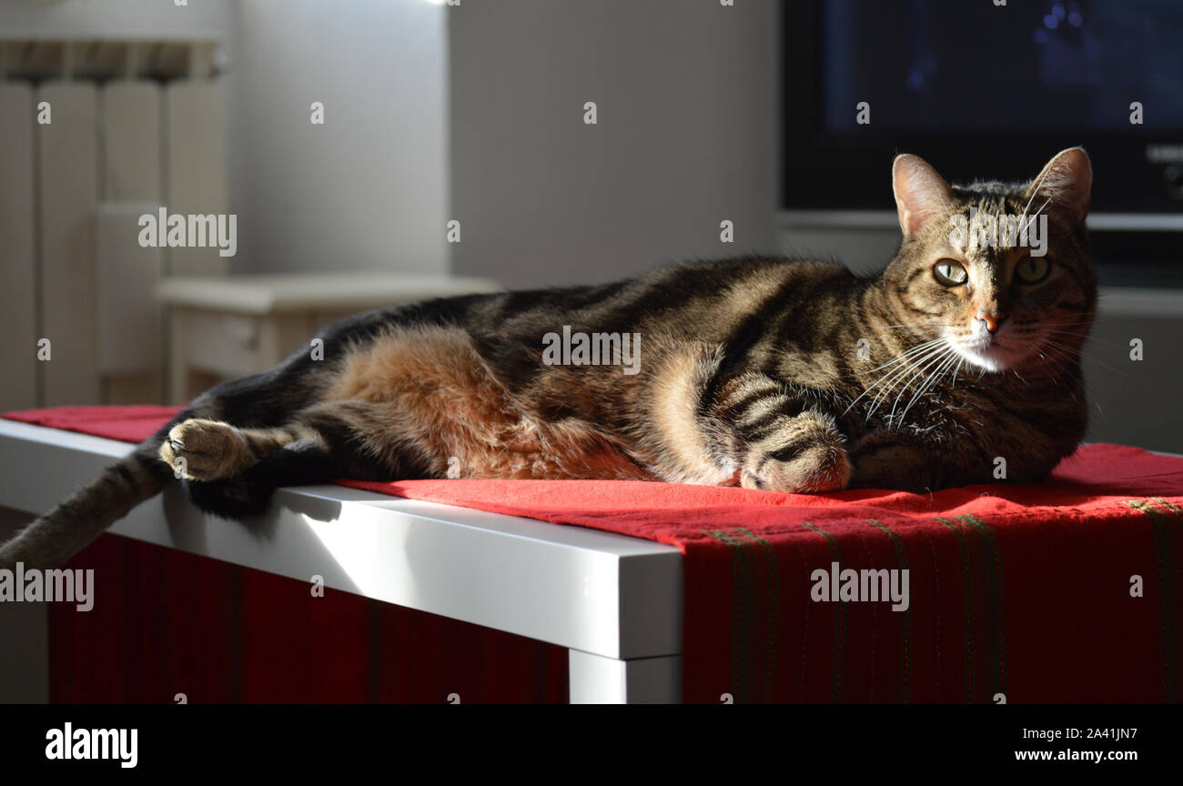 Cat on the table hi-res stock photography and images - Alamy