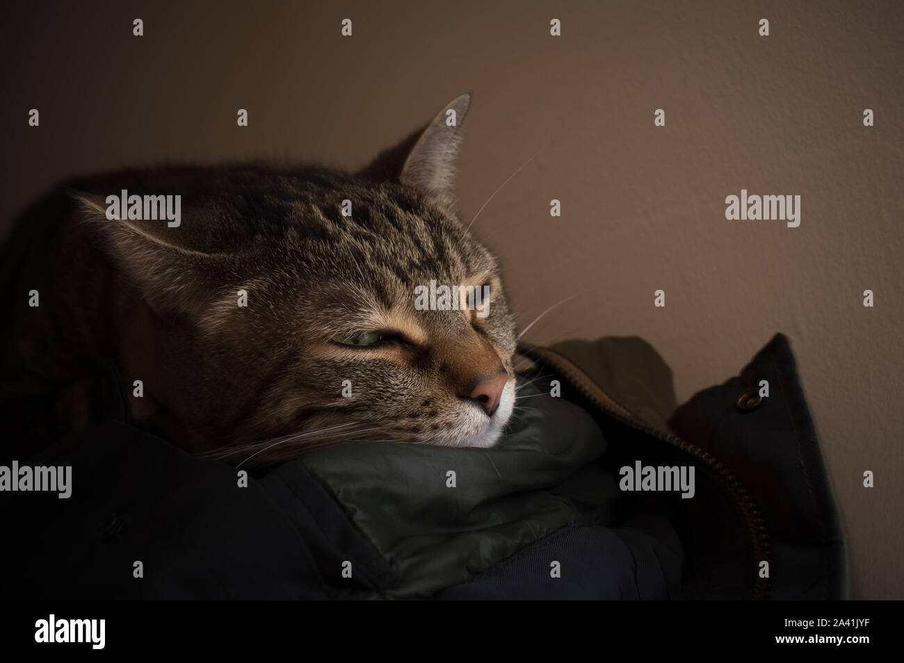 Cat sleeping silhouette hi-res stock photography and images - Alamy
