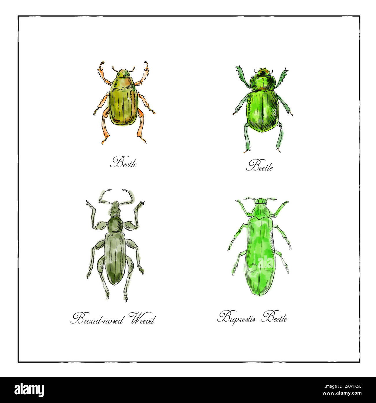 Vintage Victorian drawing illustration of a collection of insects like ...