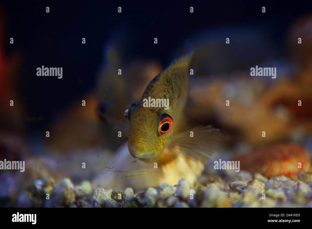close up fish with big eyes in transparent water Stock Photo - Alamy