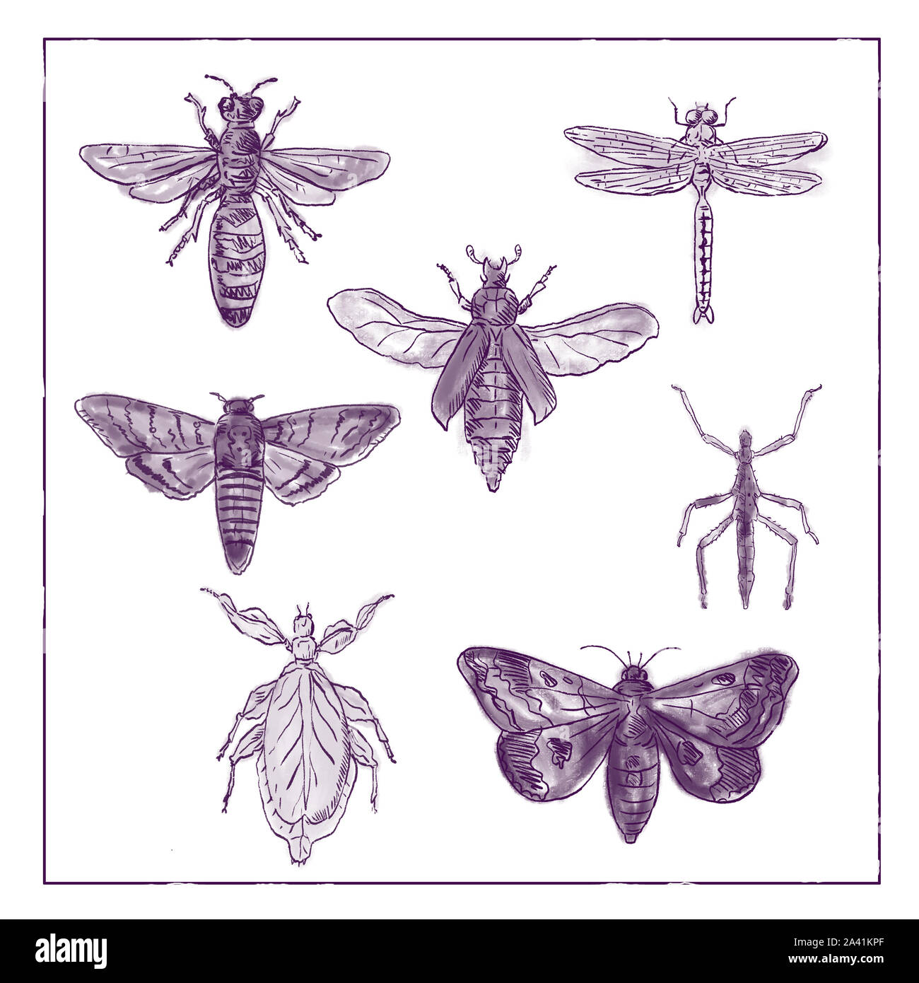 Vintage insect collage Cut Out Stock Images & Pictures - Alamy