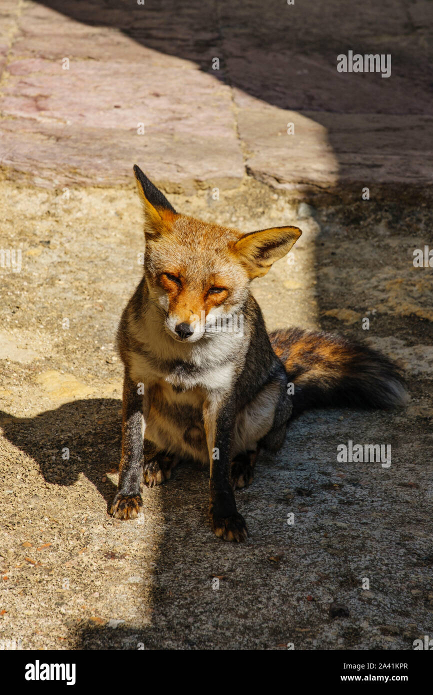 Red fox Vulpes at Medina Azahara. UNESCO World Heritage Site ...