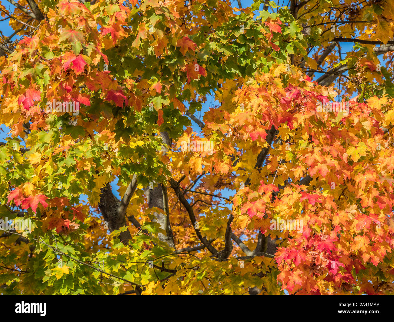 Colorful autumn Tree with many coloured leaves Stock Photo - Alamy