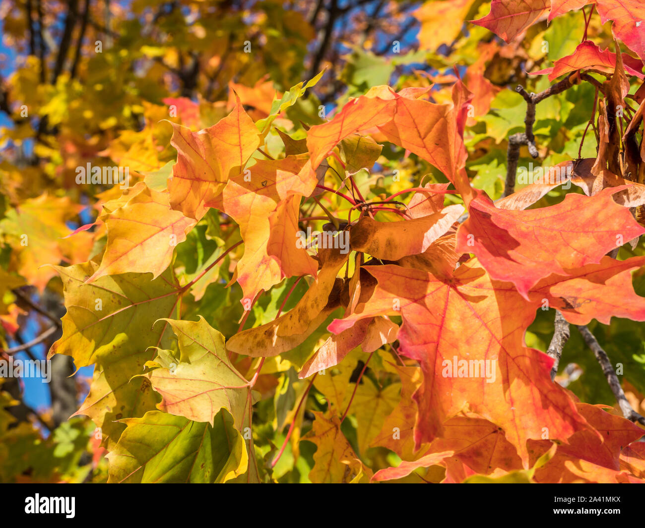 Texture of many coloured leaf hi-res stock photography and images - Alamy