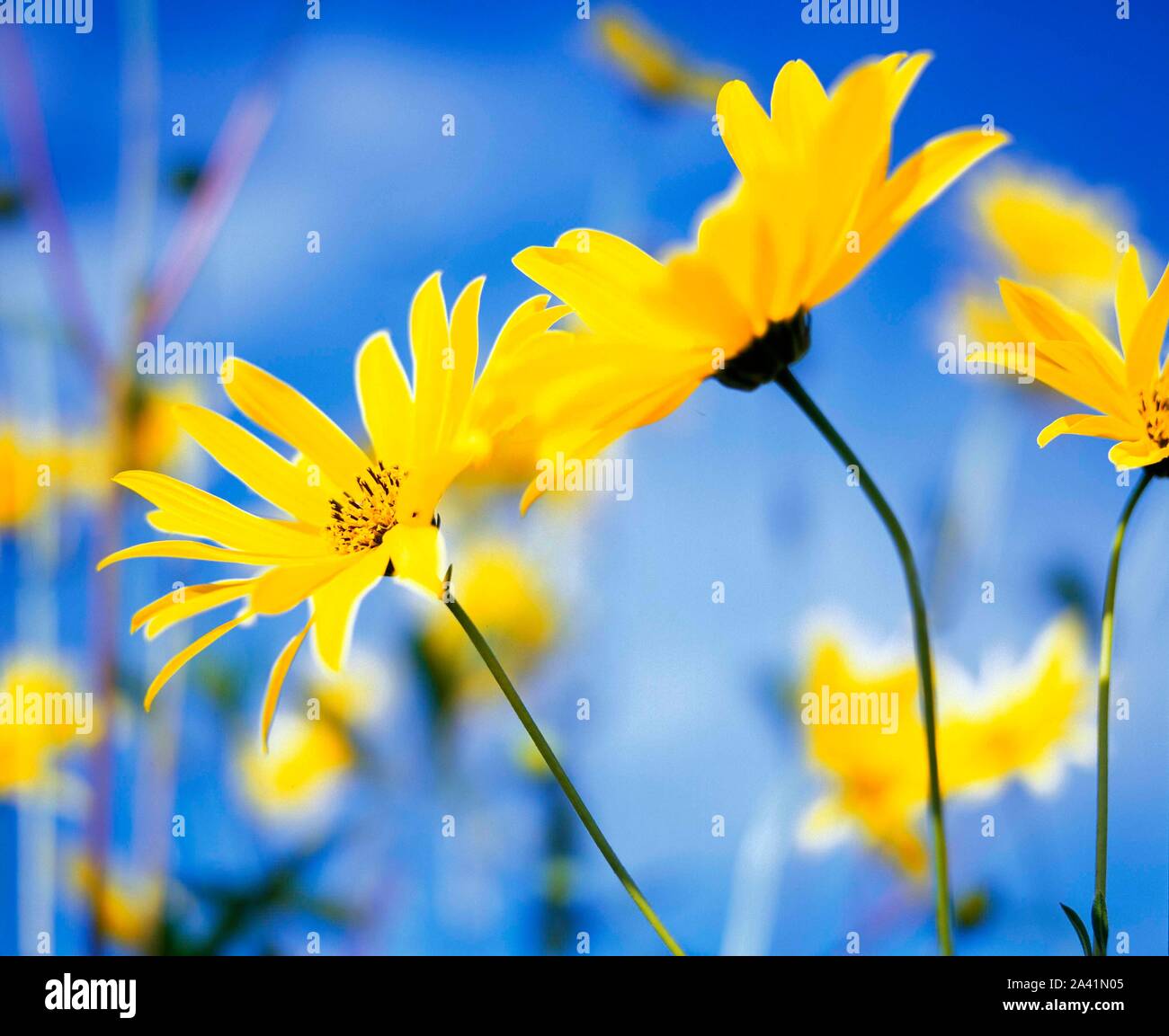 two in focus daisy yellow jerbera daisy heads with three out of focus ...
