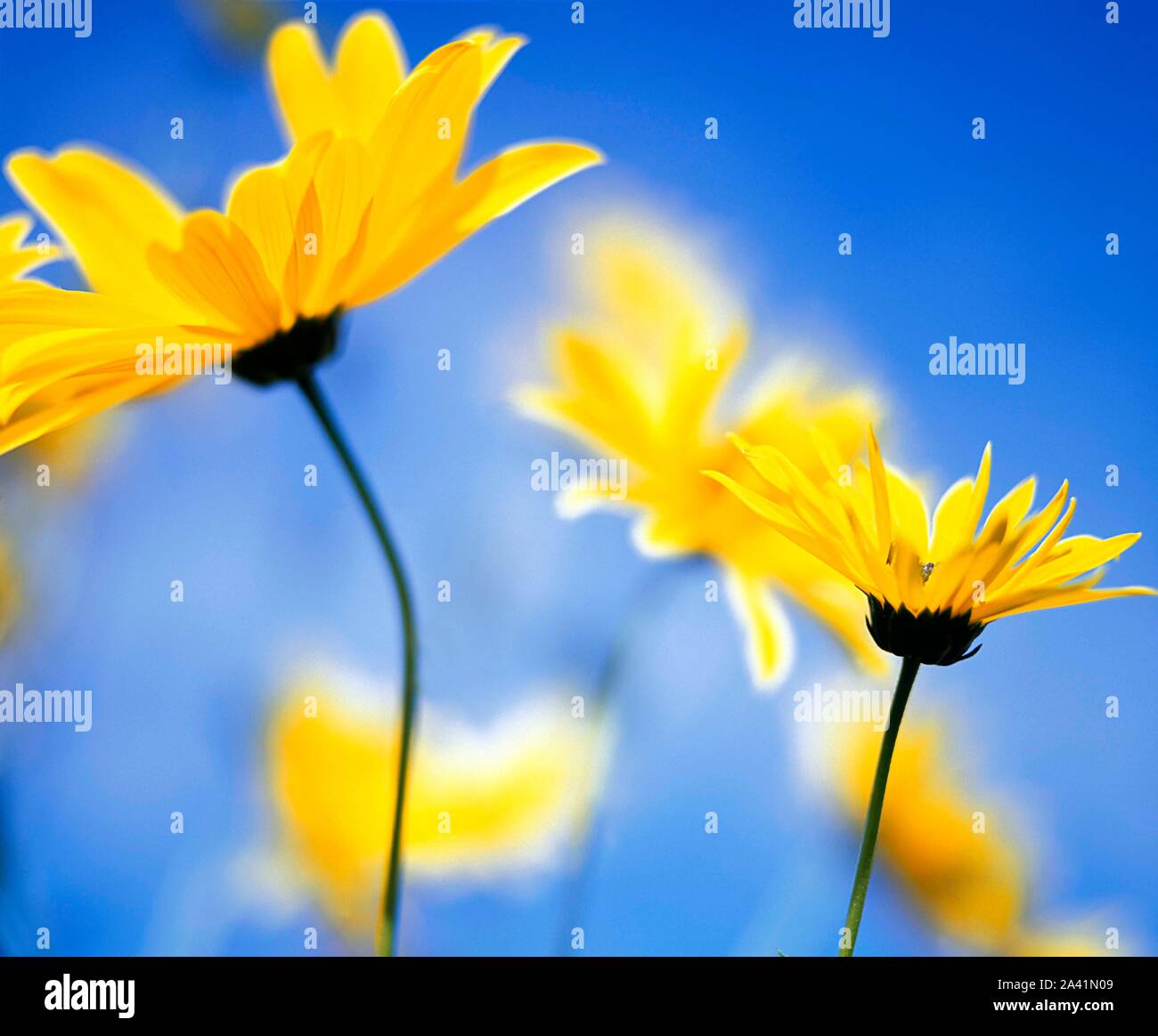 two in focus daisy yellow jerbera daisy heads with three out of focus ...